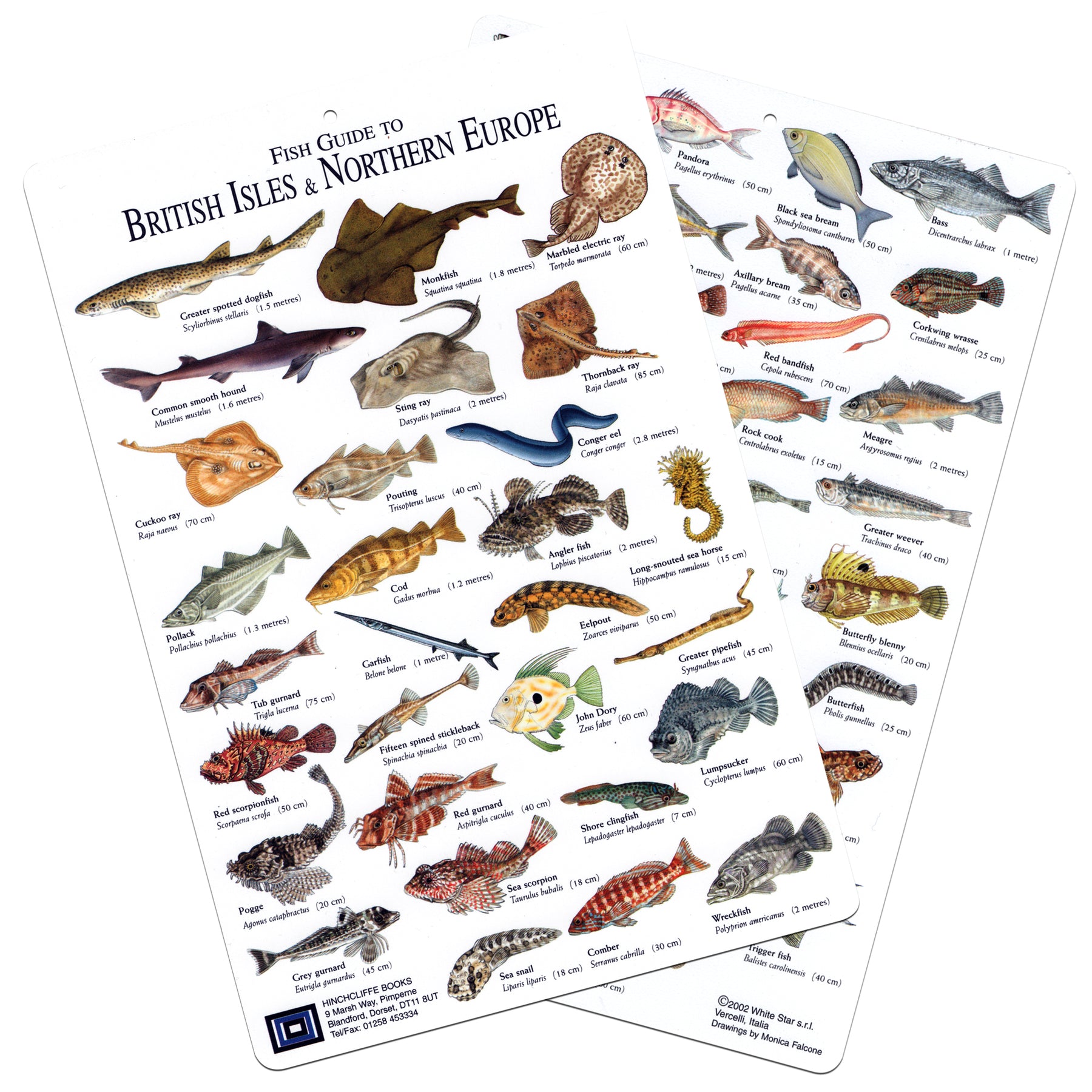 Fish ID Slate for the British Isles – Watersports Warehouse